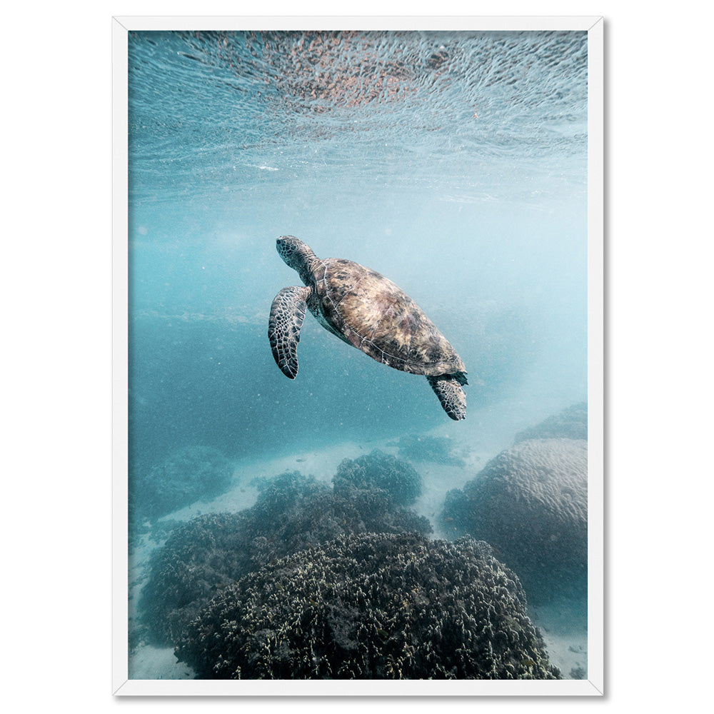 Exmouth Turtle Print. Western Aust Underwater Photography – Print and ...