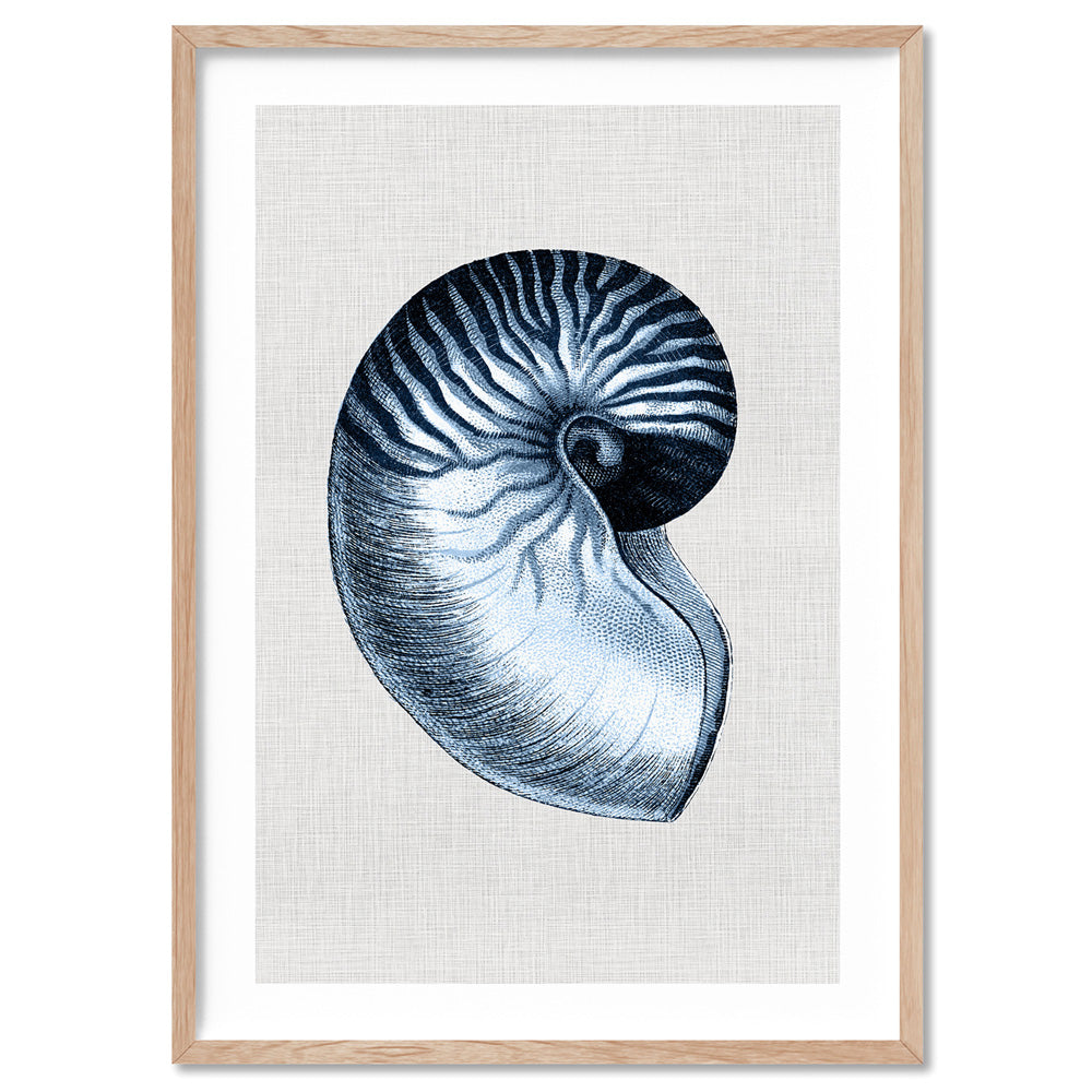 Nautilus Shell Graphic
