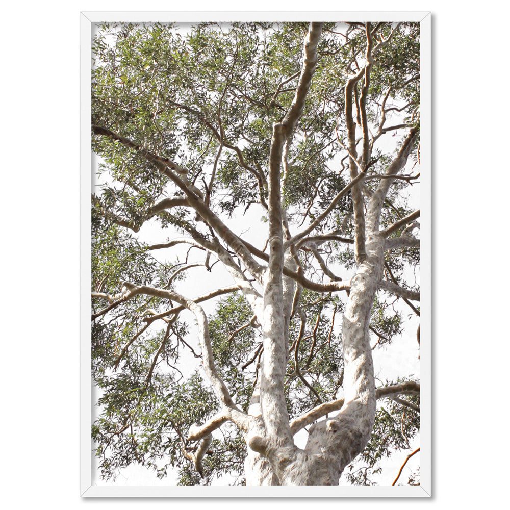 Gumtree Australian Photography. Eucalyptus Tree Print Poster – Print ...